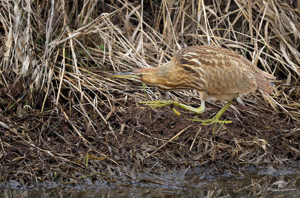 From Goofball to Velociraptor - Avian Critiques - Nature Photographers ...