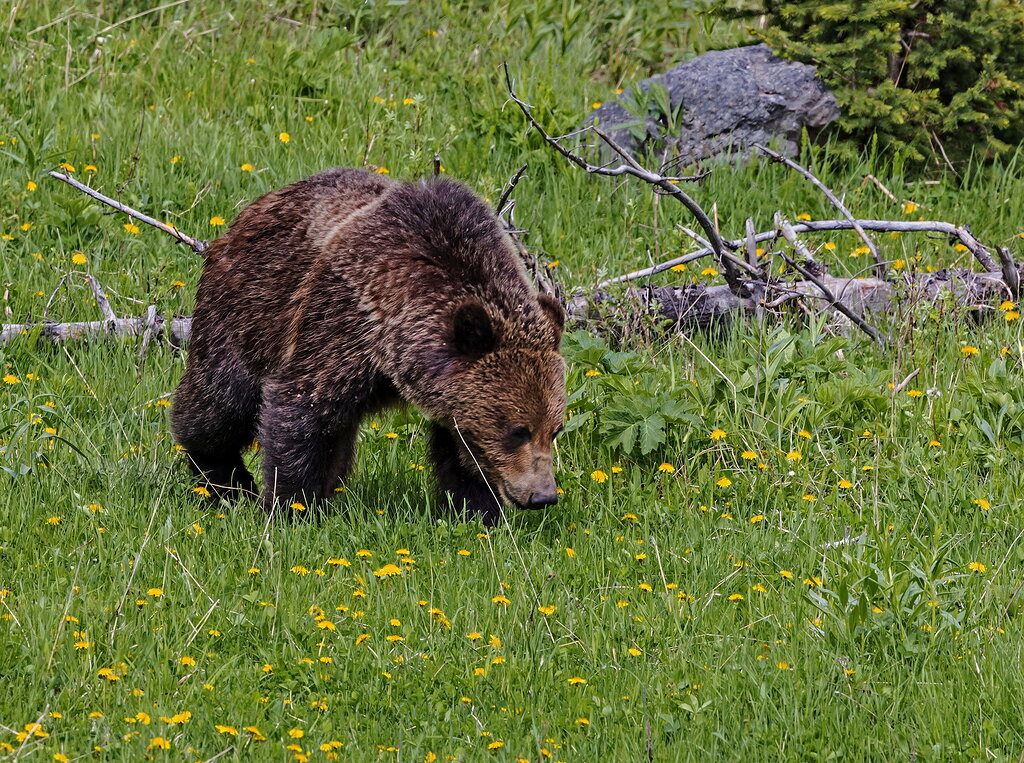East Yellowstone Grizzly Series - New Order - Wildlife Critiques ...
