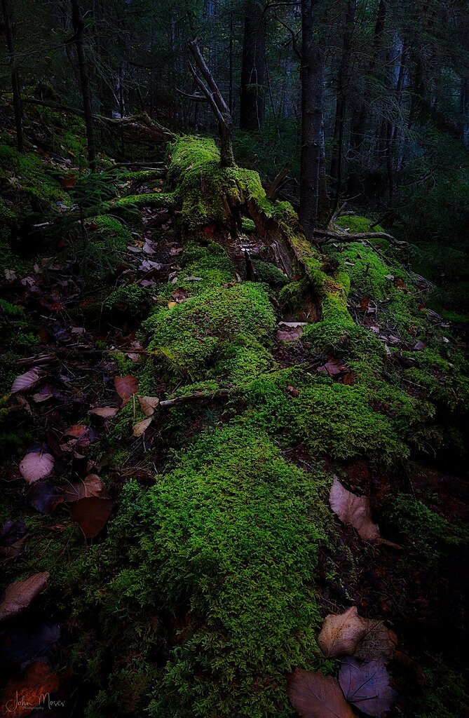 clinging to death - Image Critiques - Nature Photographers Network