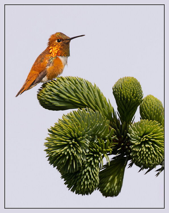 Rufous Hummingbird - Avian Critiques - Nature Photographers Network