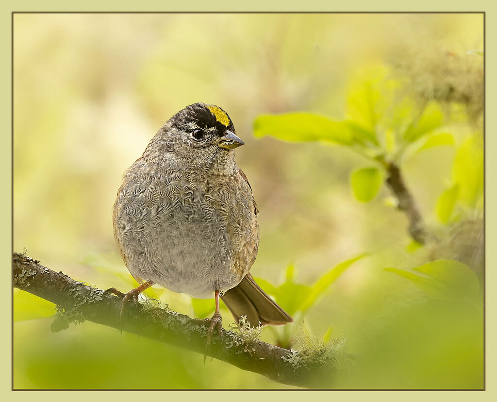 Golden-crowned Sparrows - Image Critiques - Nature Photographers Network