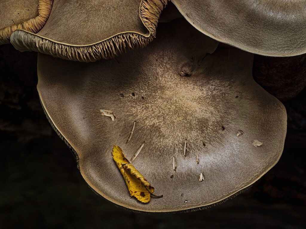 Pseudocide - Weekly Challenge - Nature Photographers Network