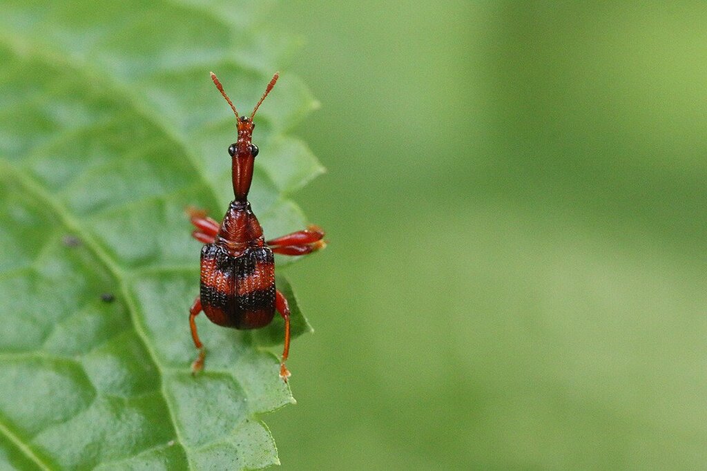 Weevil - Macro/Close-up Critiques - Nature Photographers Network