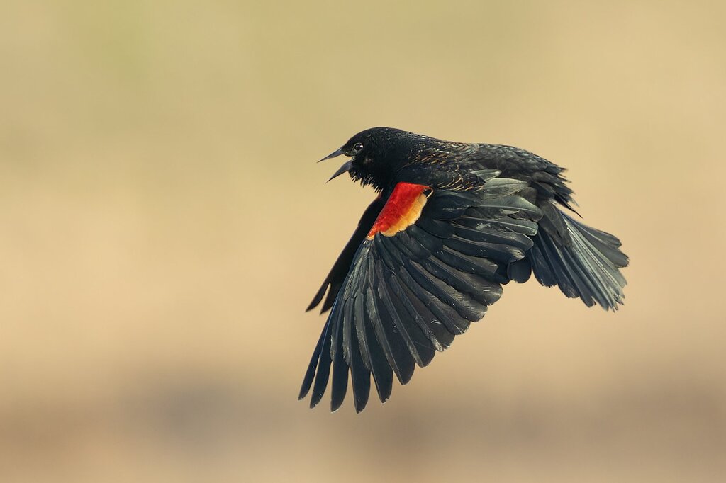 Red-winged Blackbird - Image Critiques - Nature Photographers Network