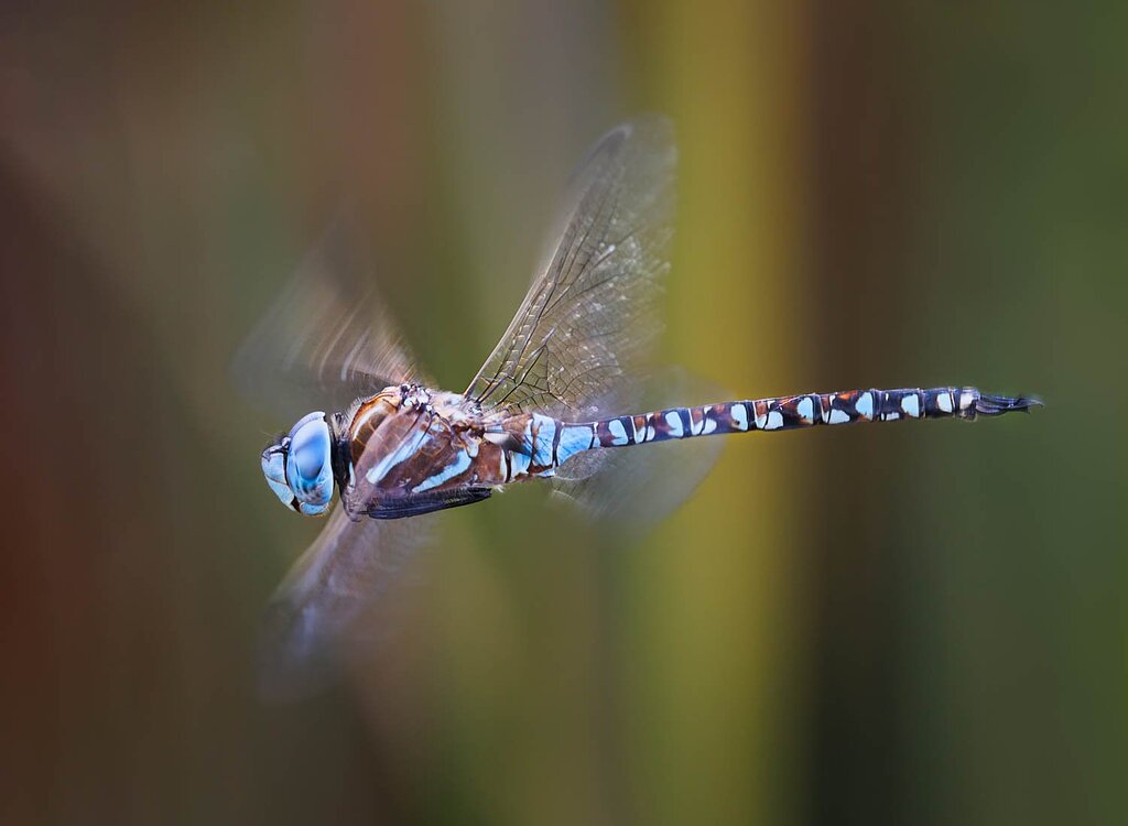 Hovering Dragonfly - Macro/Close-up Critiques - Nature Photographers ...
