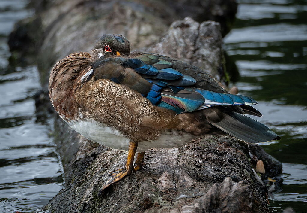 Wood Duck Keeping an Eye on Me - Avian Critiques - Nature Photographers ...