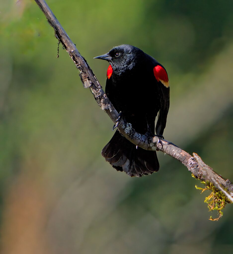 Red Winged Blackbird - Image Critiques - Nature Photographers Network