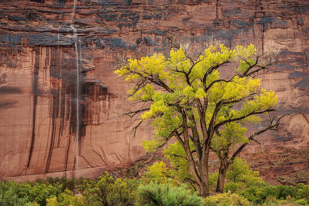 Autumn Cottonwood Tree and Ephemeral Waterfall, Utah - Landscape ...