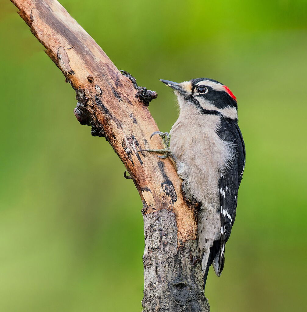 Downey woodpecker - Image Critiques - Nature Photographers Network