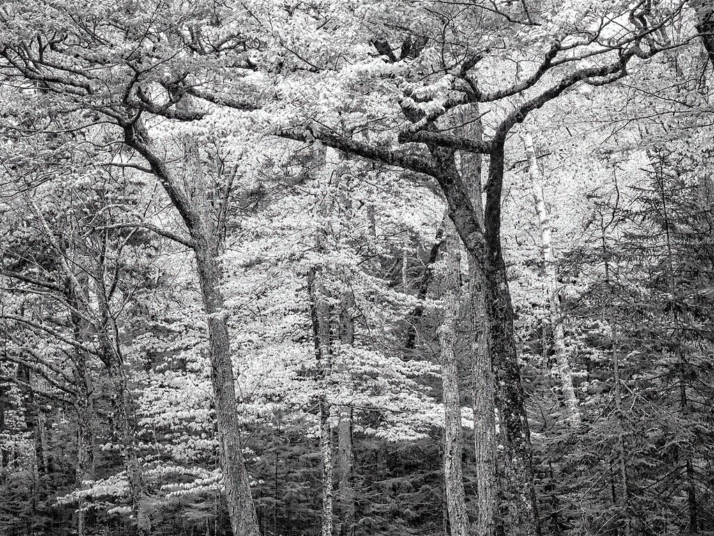 Spring Trees Maine - Landscape Critiques - Nature Photographers Network