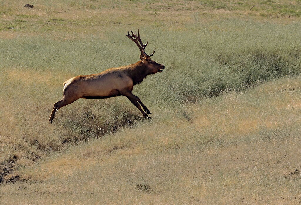 Leaping Elk - Series of Elk Images - Wildlife Critiques - Nature ...