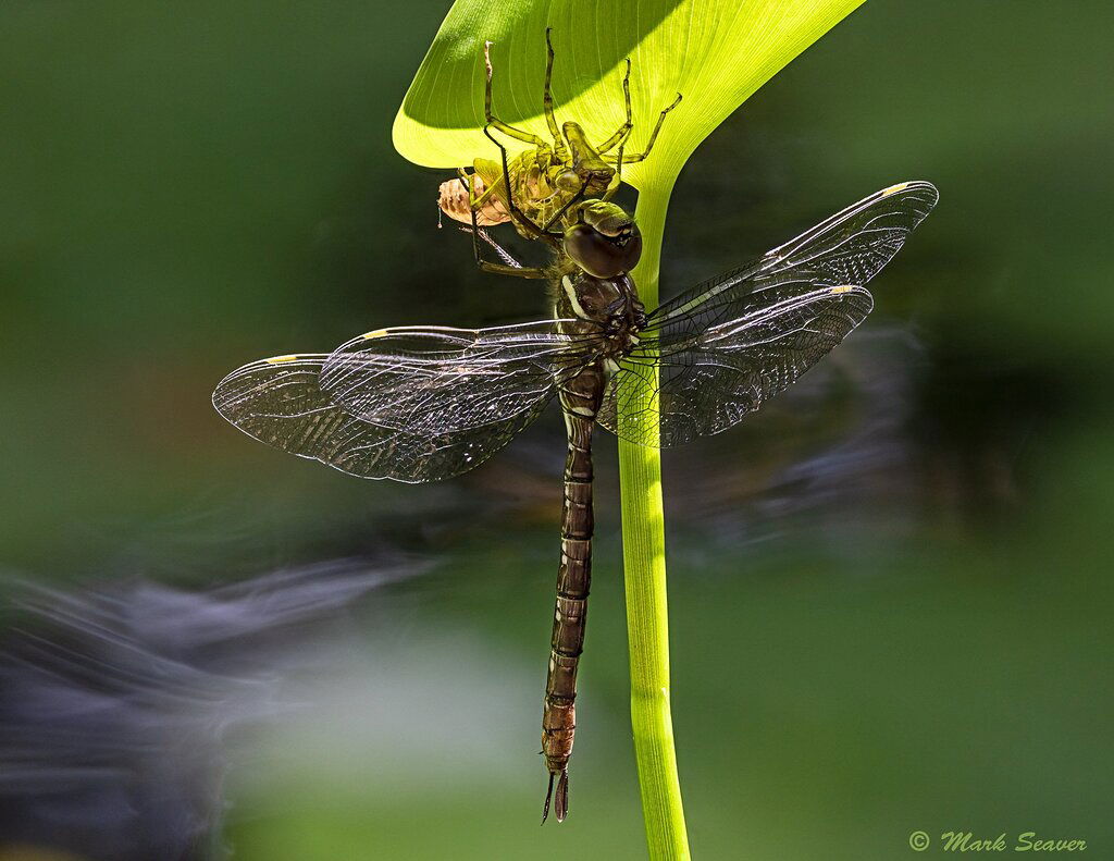 Newly hatched Shadow Darner - Macro/Close-up Critiques - Nature ...