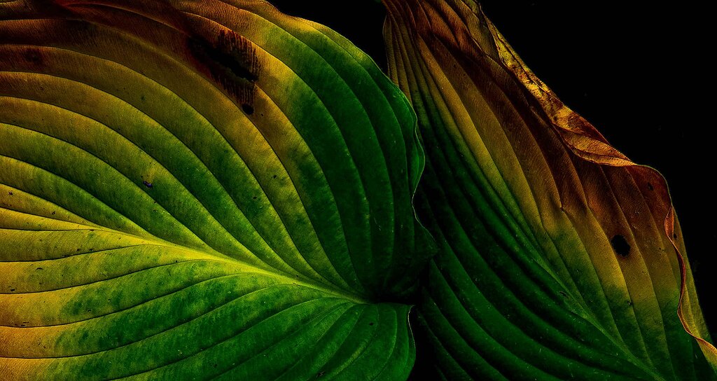 Hosta decay - Flora Critiques - Nature Photographers Network