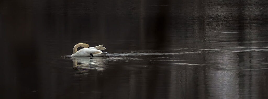 Spring Surprise - Image Critiques - Nature Photographers Network