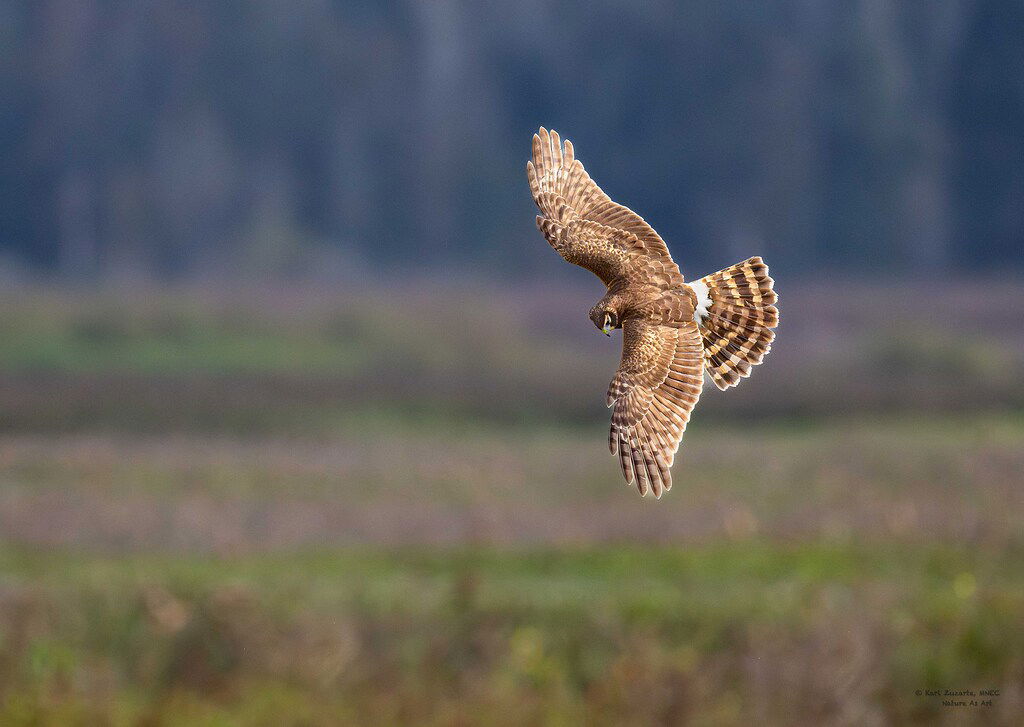 Vole Hunting Harrier - Avian Critiques - Nature Photographers Network