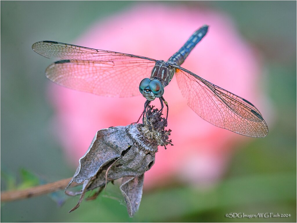 Old Blue Eyes Macroclose Up Critiques Nature Photographers Network
