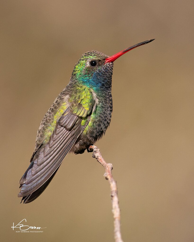 Broad-billed Hummingbird portrait - Avian Critiques - Nature ...
