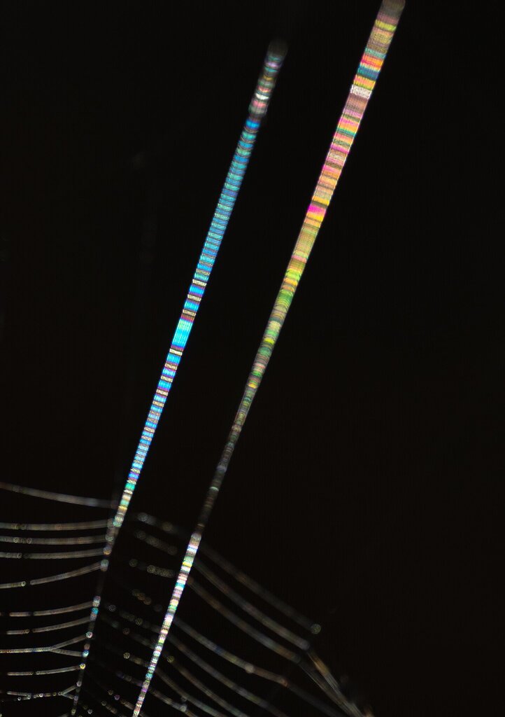 Web Frequencies - Weekly Challenge - Nature Photographers Network