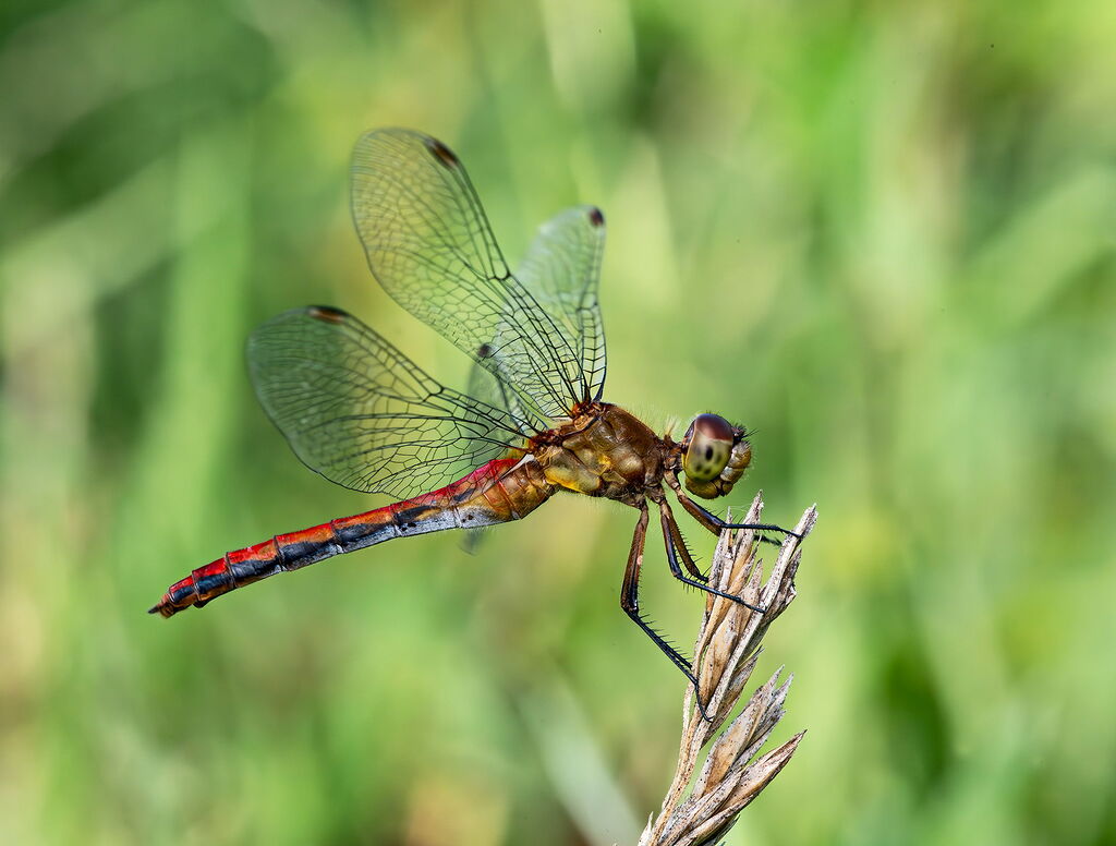 The Harbinger of Autumn (Sympetrum Species) - Image Critiques - Nature ...