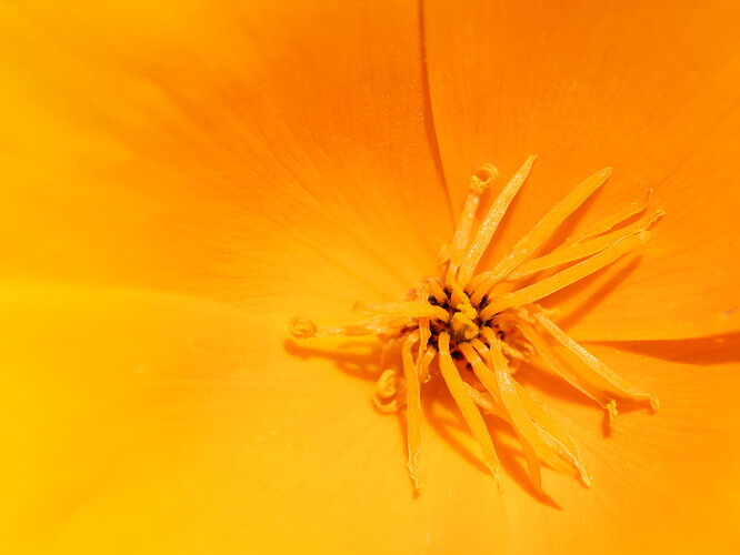 California Poppy - Image Critiques - Nature Photographers Network