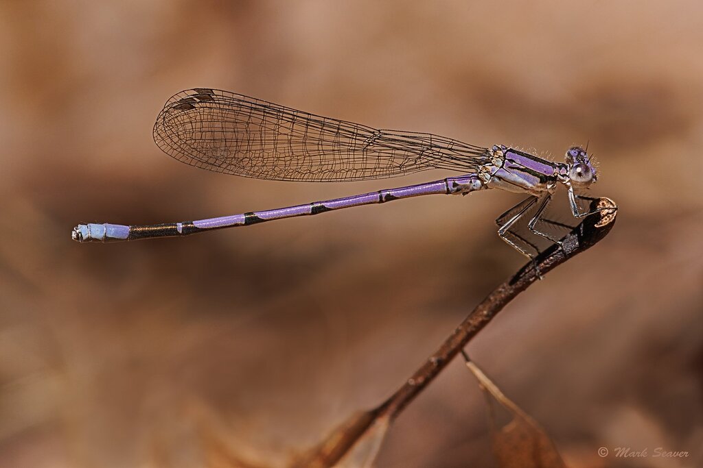 Variable Dancer - Macro/Close-up Critiques - Nature Photographers Network