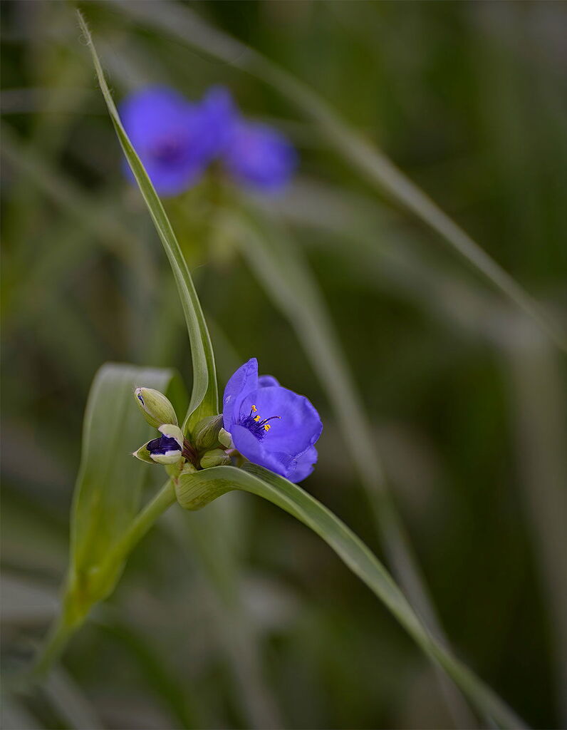 If Flowers Could Fly - Flora Critiques - Nature Photographers Network