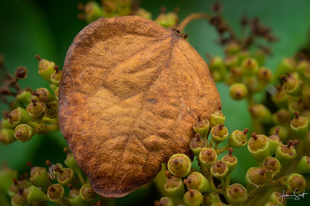 Focus Stack of Decaying Flower - Macro/Close-up Critiques - Nature ...