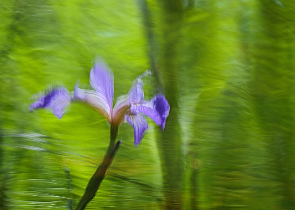 Living in your light (+ rework) - Flora Critiques - Nature ...