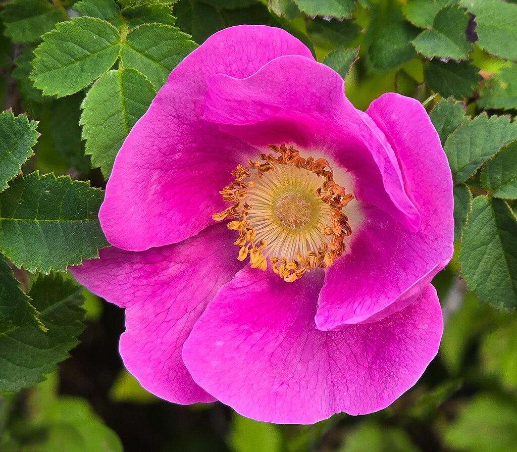 Nootka Rose - Image Critiques - Nature Photographers Network
