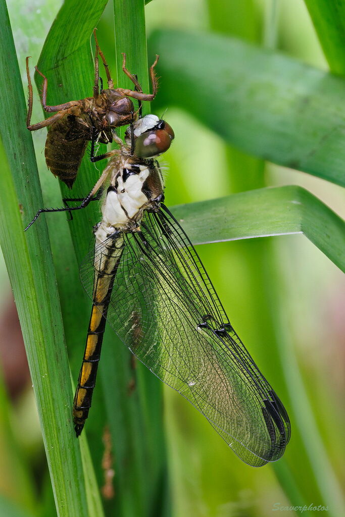 Female Great Blue Skimmer molting - Macro/Close-up Critiques - Nature ...