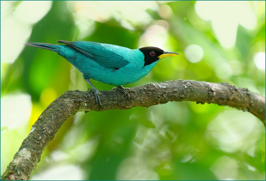 An Exercise in Color Perception: Blue or Green? - Avian Critiques ...