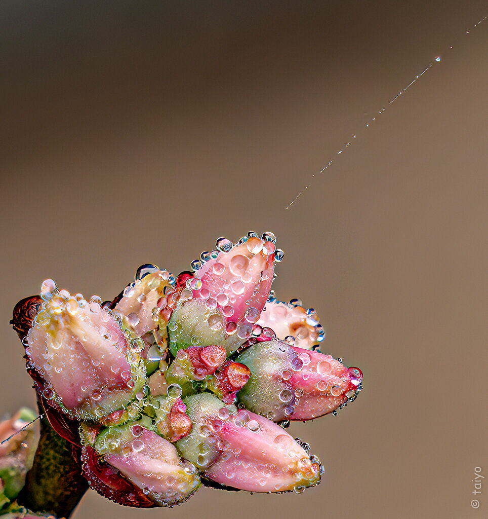 Dew on Blueberry Blooms with single web - Image Critiques - Nature ...