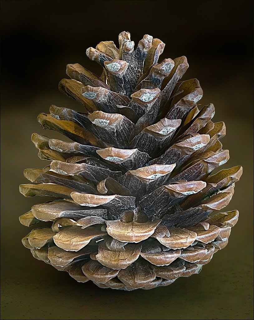 Ode To A Pine Cone - Image Critiques - Nature Photographers Network