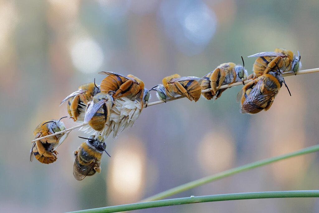 Male White-headed Digger Bees roosting on a grass culm - Macro/Close-up ...