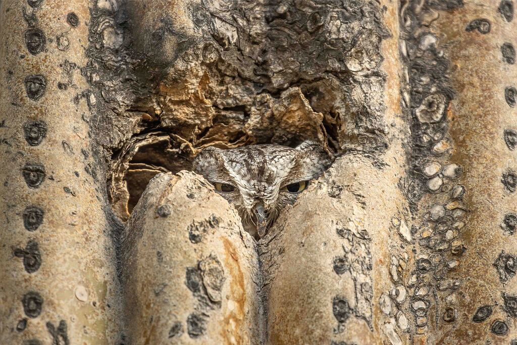 Owl - Avian Critiques - Nature Photographers Network