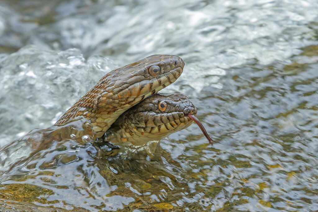 Watersnakes - Wildlife Critiques - Nature Photographers Network