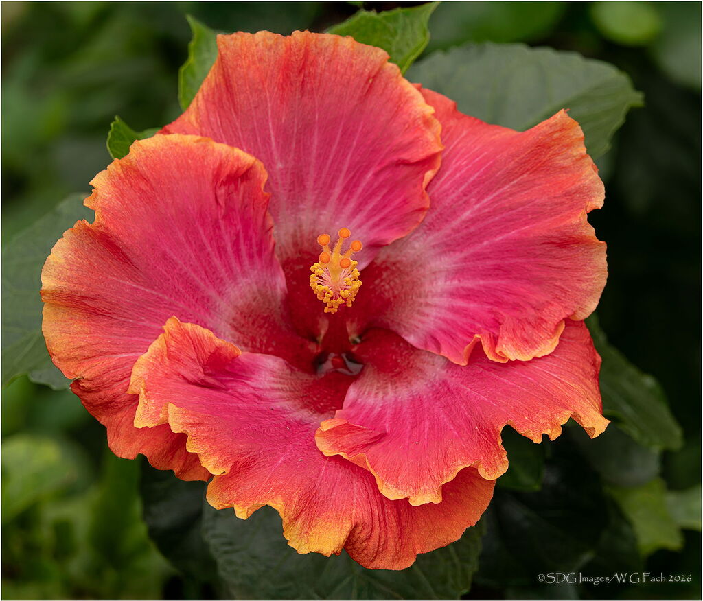 Crescendo - Image Critiques - Nature Photographers Network