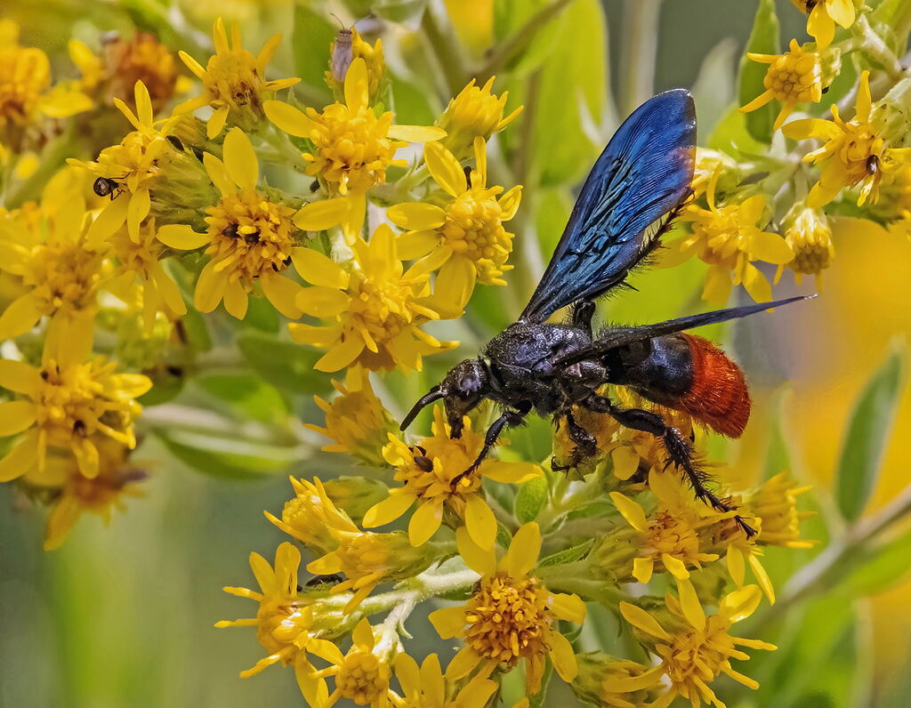 Triscolia Wasp - 2 of 4 Recropped - Macro/Close-up Critiques - Nature ...