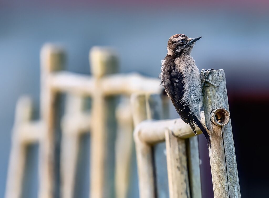 Juvenile Hairy Woodpecker in my garden - Everything Else Critiques ...