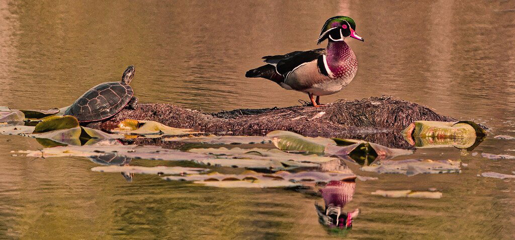 The turtle and the wood duck - Avian Critiques - Nature Photographers ...