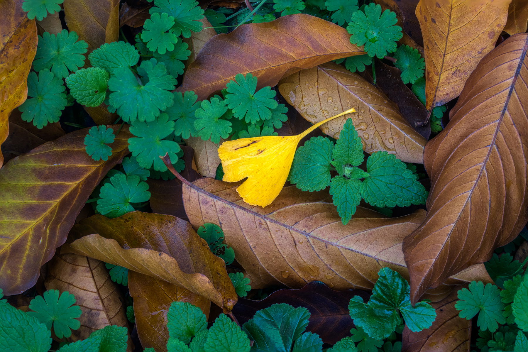 Treasure Trove - Landscape Critiques - Nature Photographers Network