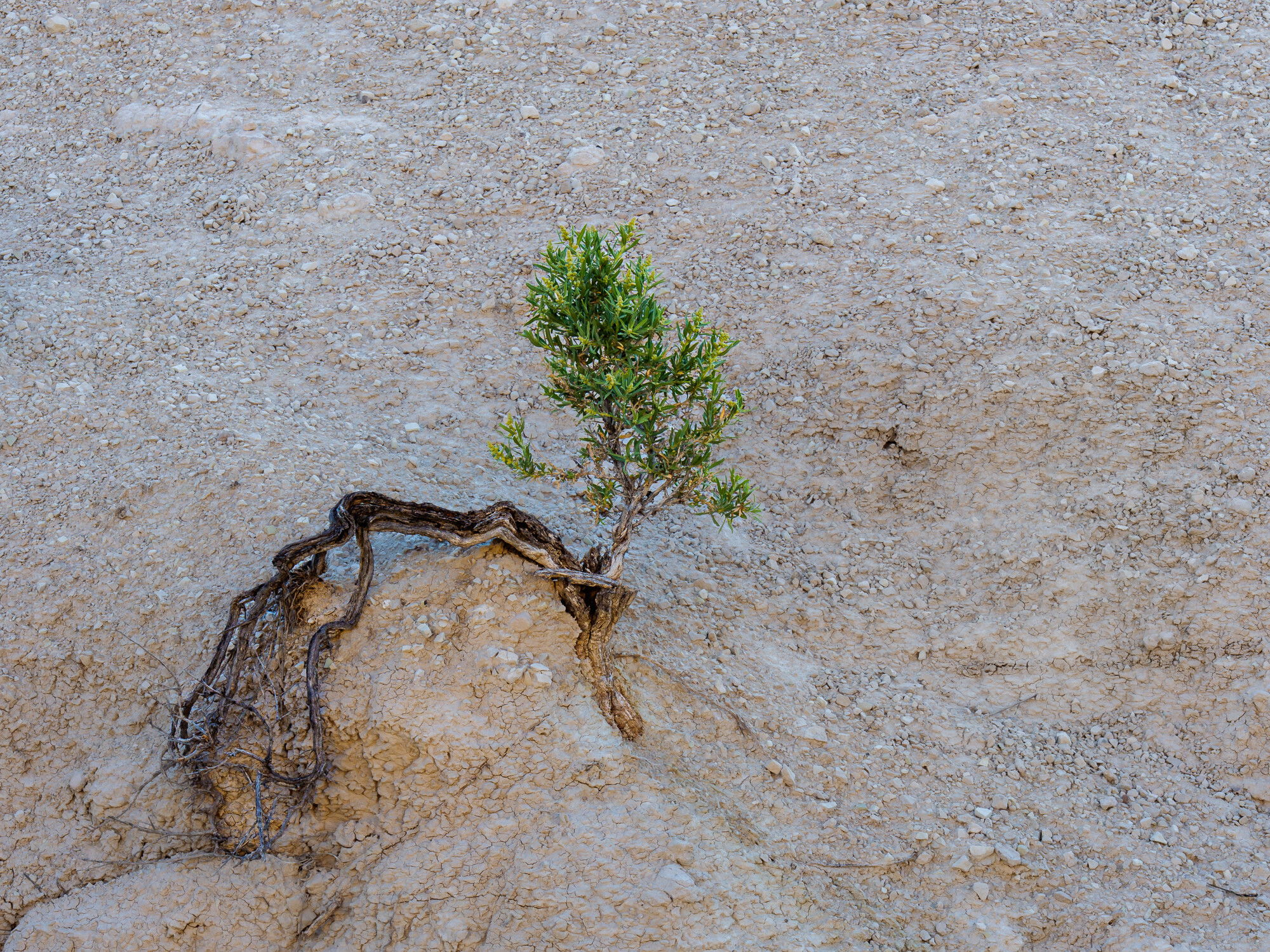 Thwarted ambition - Weekly Challenge - Nature Photographers Network