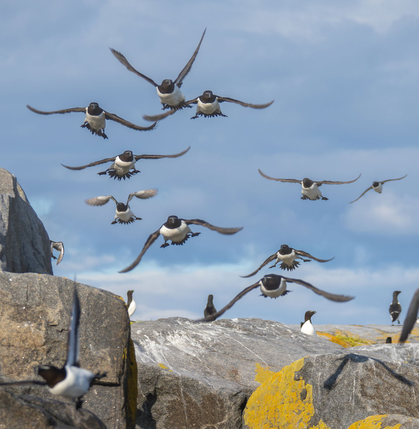 Razorbills 2 - Avian Critiques - Nature Photographers Network