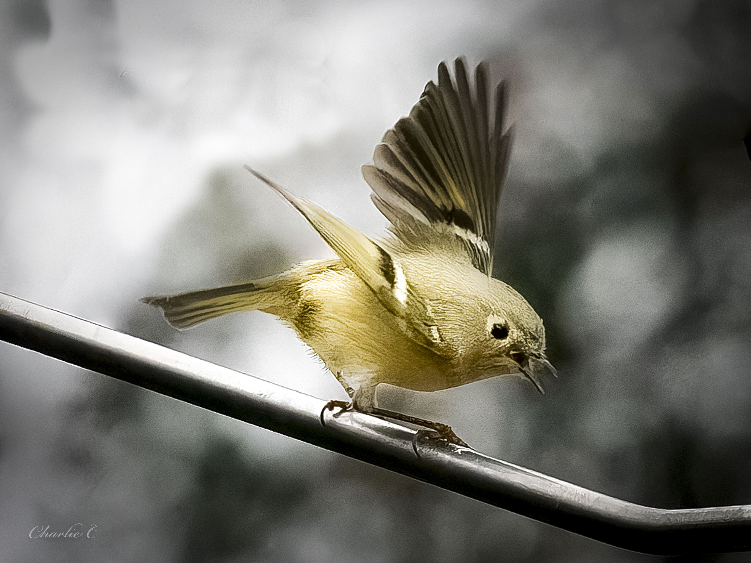 Ruby Crowned Kinglet - Avian Critiques - Nature Photographers Network