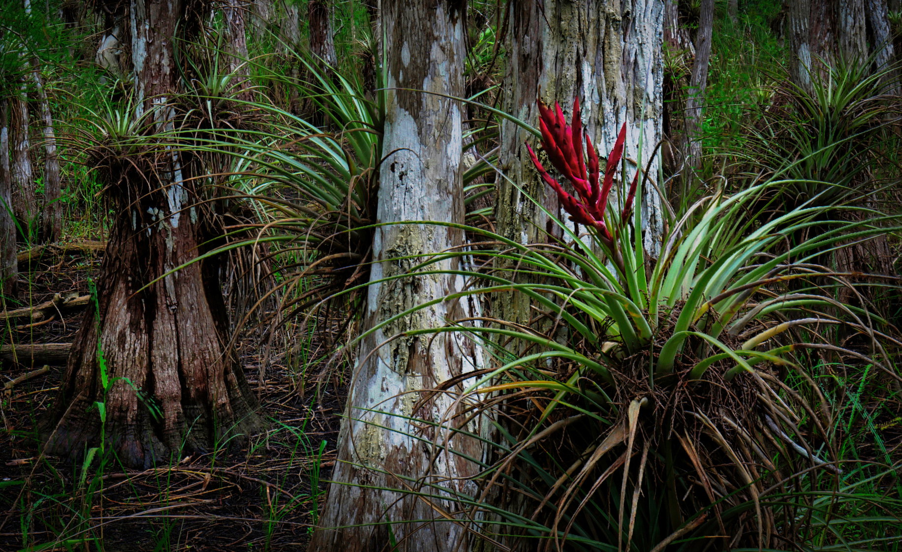 Big Cypress Preserve 8 - Flora Critiques - Nature Photographers Network