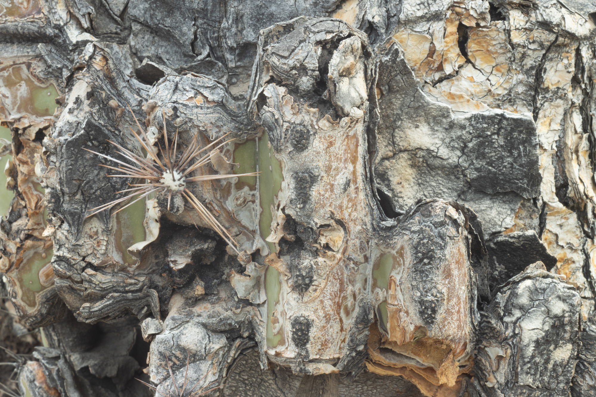 Saguaro texture - Flora Critiques - Nature Photographers Network