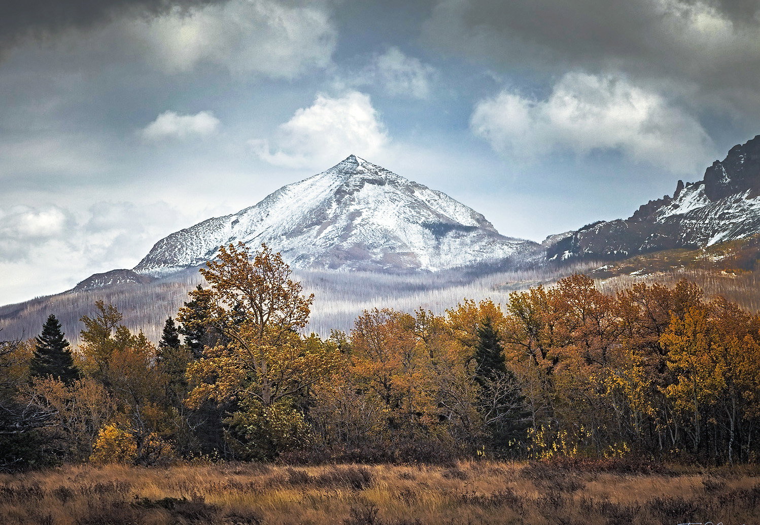 Standing Tall (with repost x2) - Image Critiques - Nature Photographers ...