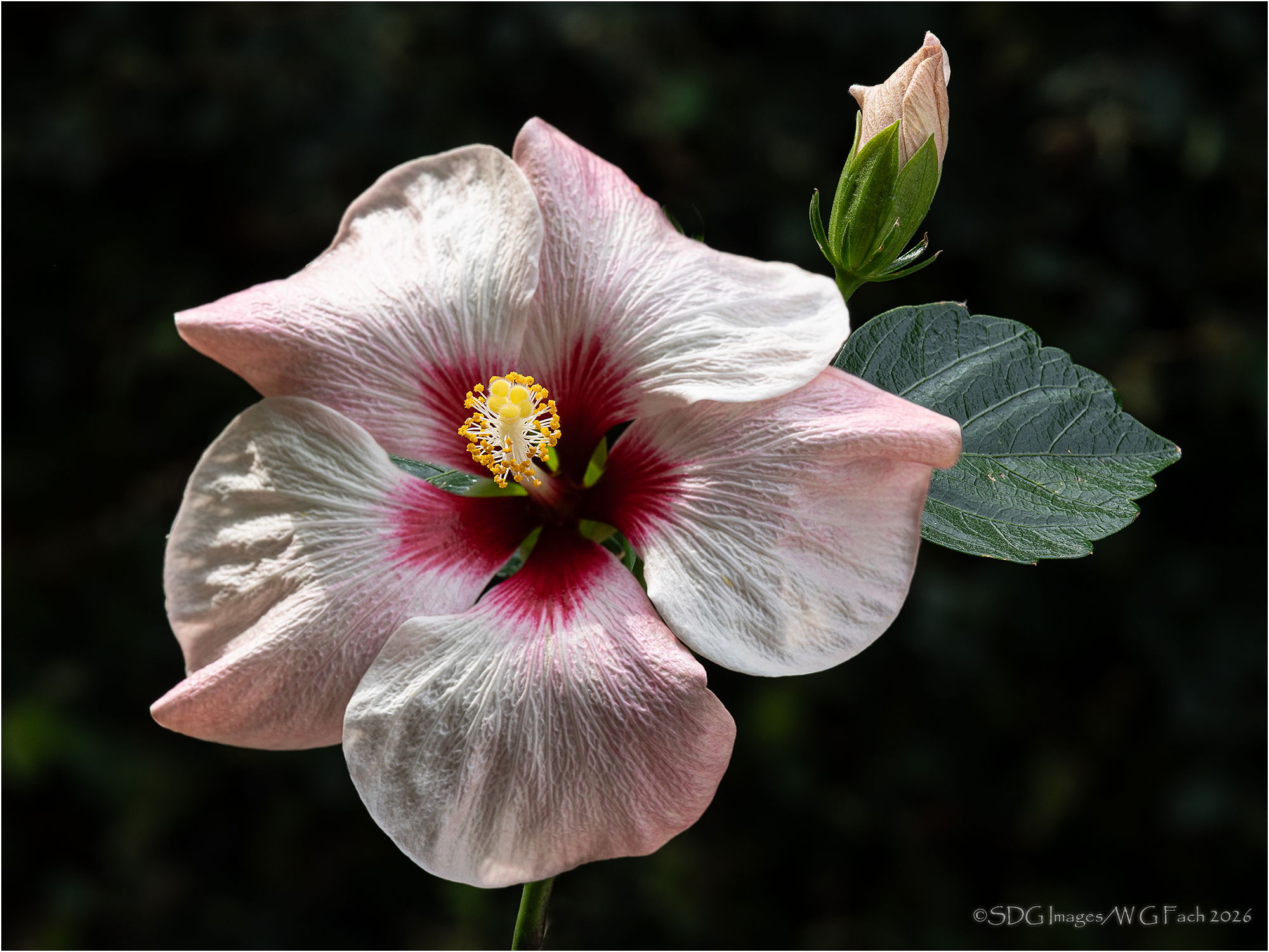Pampered Lady - Flora Critiques - Nature Photographers Network