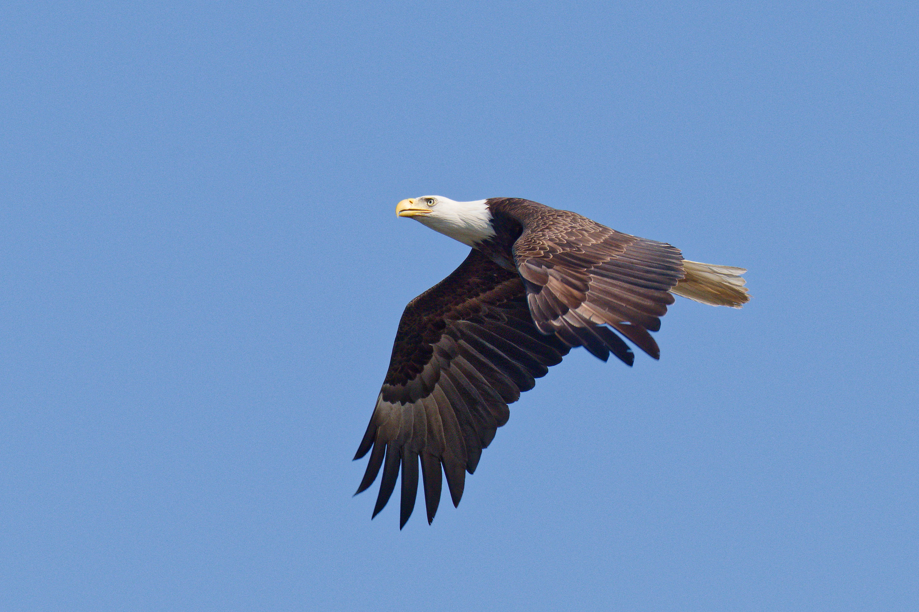 This Bald Eagle flew right over me. - Avian Critiques - Nature ...