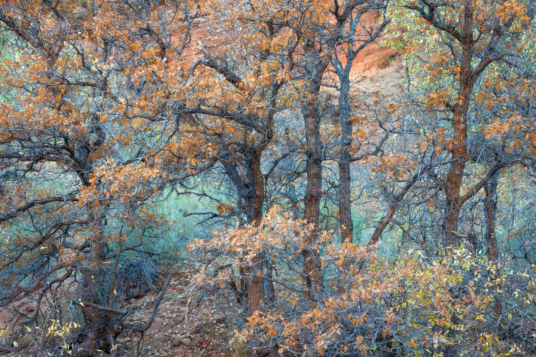 I´m Eric Bennett, ask me anything - Ask Me Anything (AMA) - Nature Photographers Network